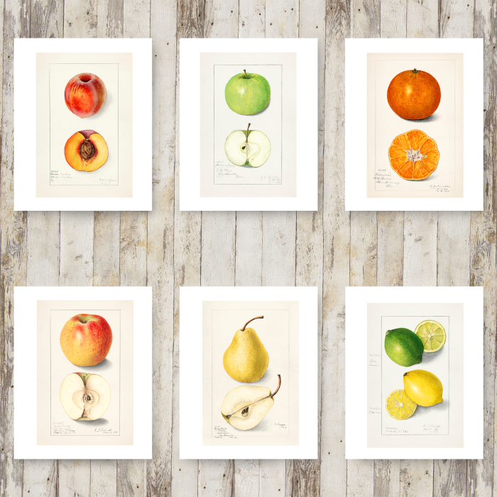 Free Vintage Fruit Prints - LifeInscribed.com